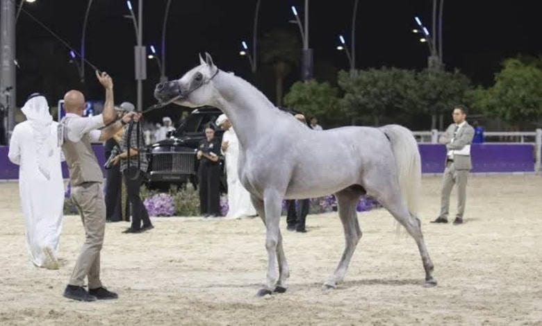 La majesté du cheval arabe célébrée à Riyad - FR.Zeen magazine